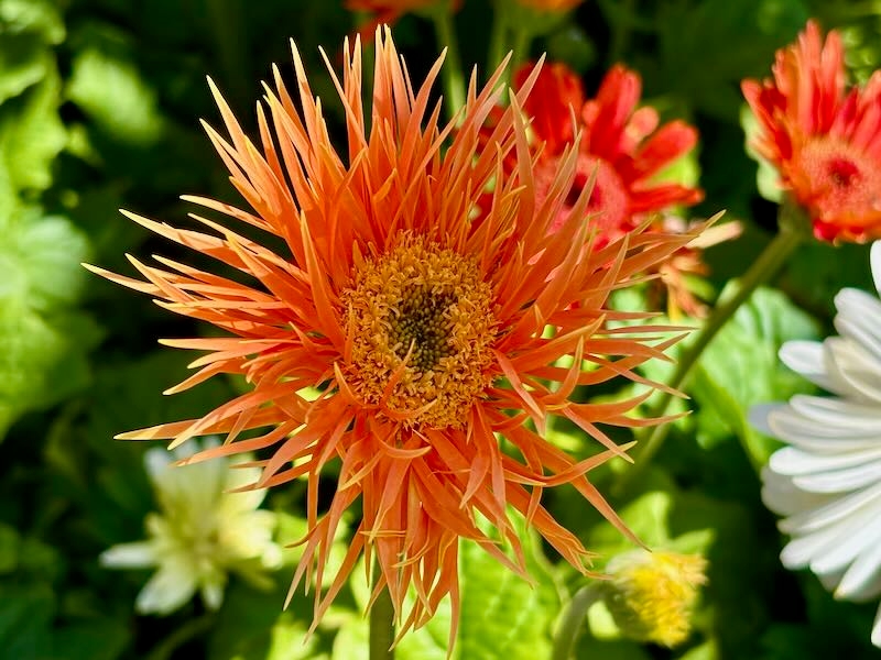 Gerbera ‘FloriLine Maxi Spider Orange’ | Flower Garden