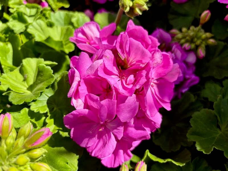 Pelargonium ‘Calliope® Large Lavender’ | Zonal Geranium