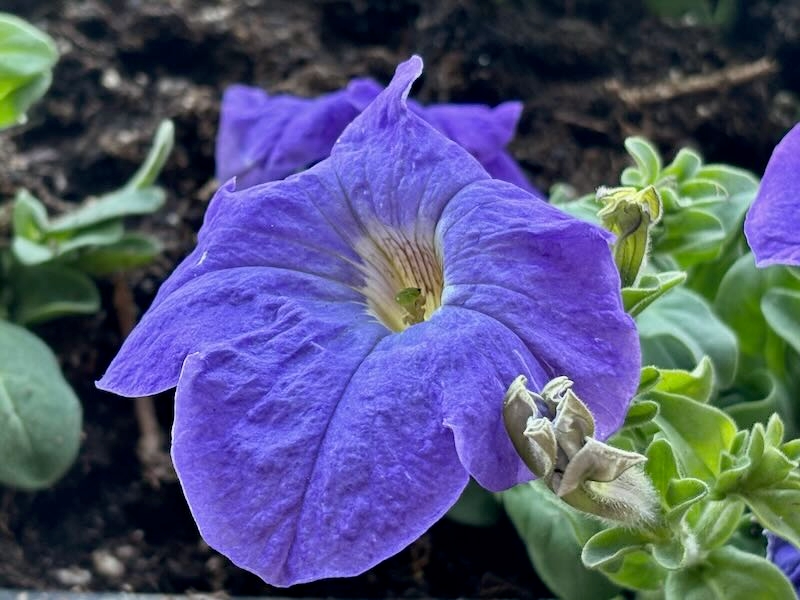 Petunia 'Dreams Sky Blue' | Online Flower Garden