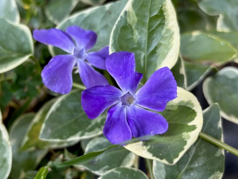 Vinca major ‘Variegata’ | Online Flower Garden