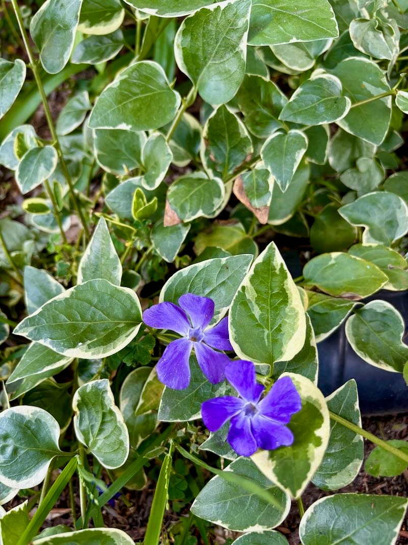 Vinca major ‘Variegata’ | Online Flower Garden