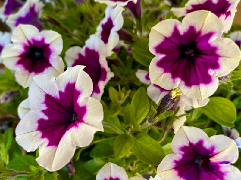 Petunia 'Capella Rim Raspberry' | Online Flower Garden