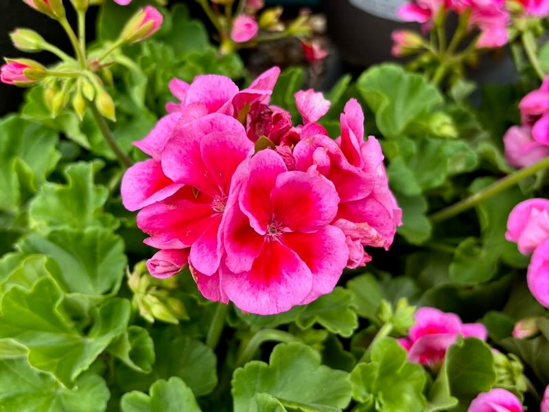 Calliope® Large Rose Mega Splash Pelargonium or Geranium
