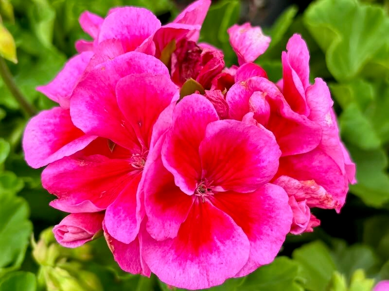 Calliope® Large Rose Mega Splash Pelargonium or Geranium