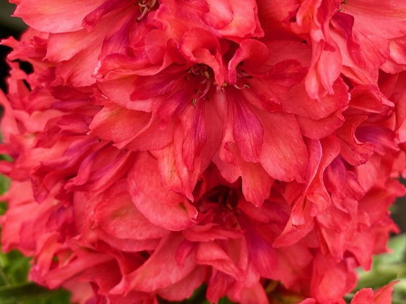 Delphinium ‘Red Lark’ | Online Flower Garden