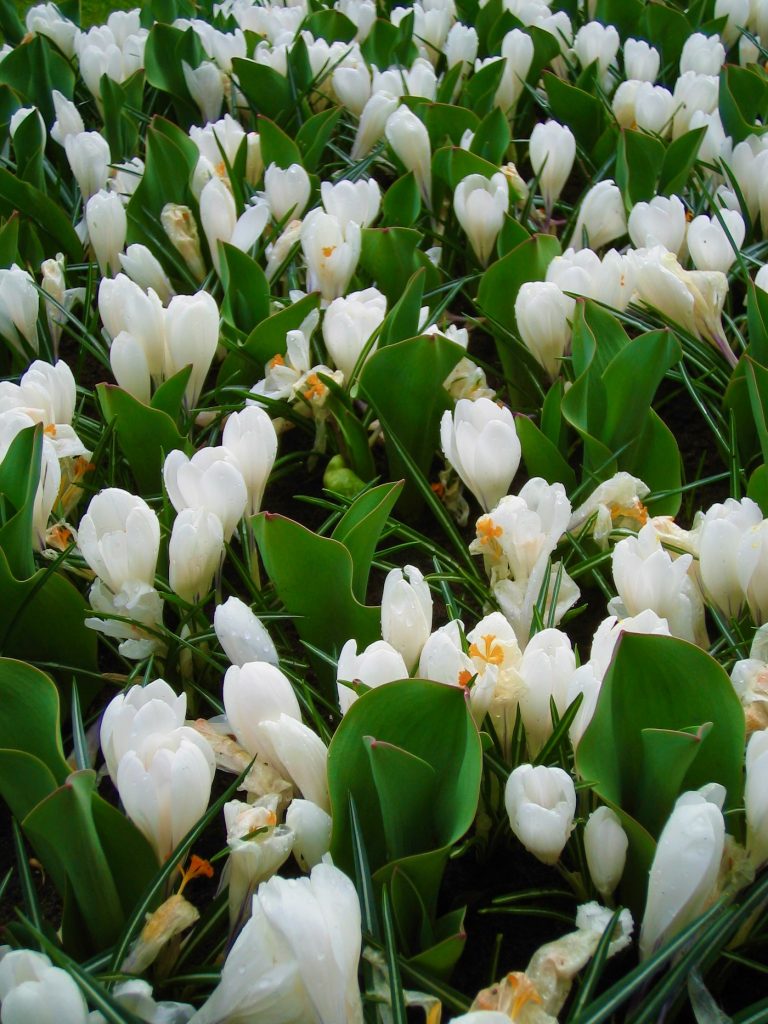 About Crocus & How to Grow Them | Online Flower Garden