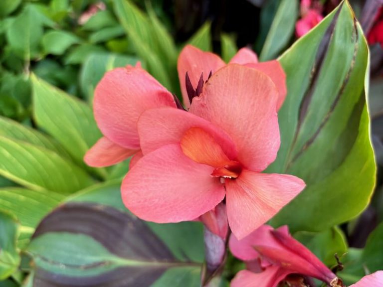 Canna Lily ‘Cannova® Mango’ | Online Flower Garden