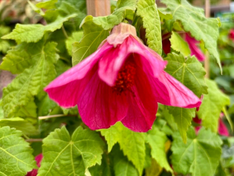 Abutilon hybridum ‘Scarlet Fire’ | Online Flower Garden