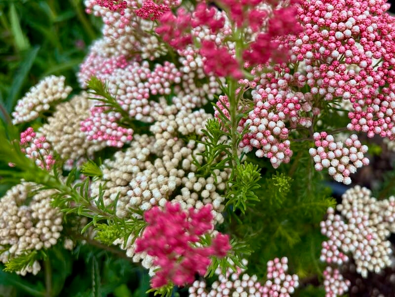 Ozothamnus diosmifolius ‘Rose’ | Online Flower Garden