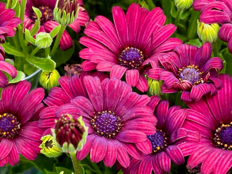 Osteospermum ‘Serenity™ Red’ | Online Flower Garden