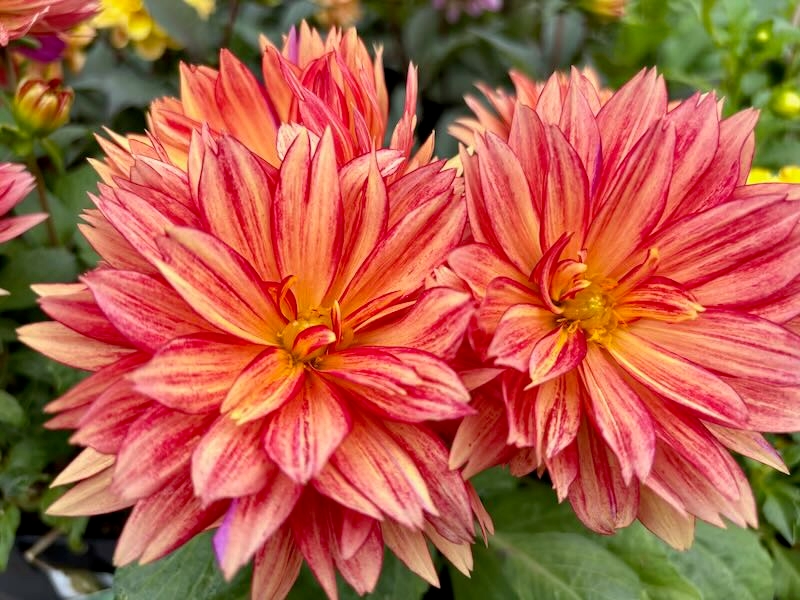 Dahlia ‘XXL Tabasco’ | Online Flower Garden