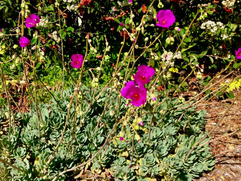 Cistanthe grandiflora | Online Flower Garden