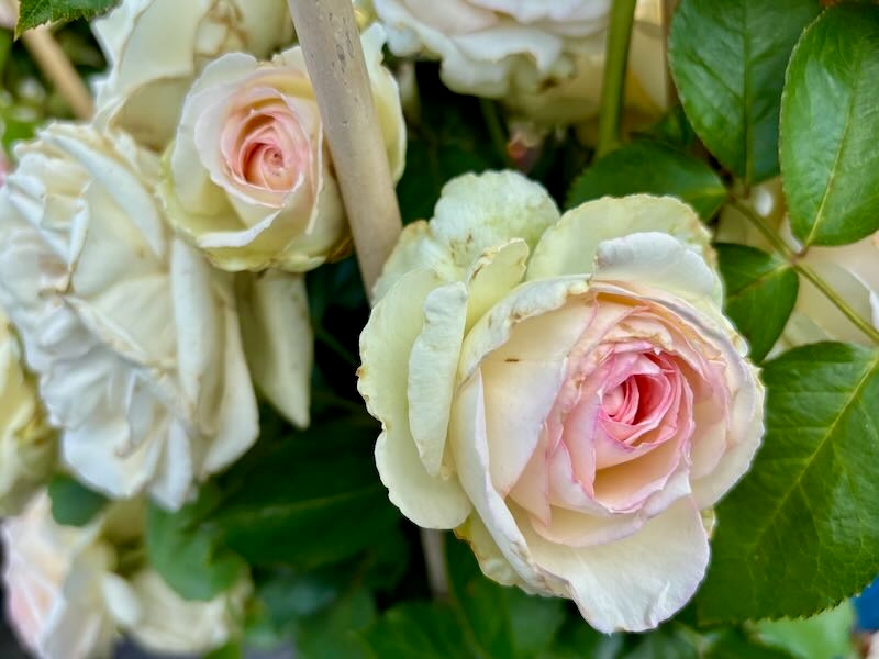 Rosa ‘Eden Climber®’ | Online Flower Garden