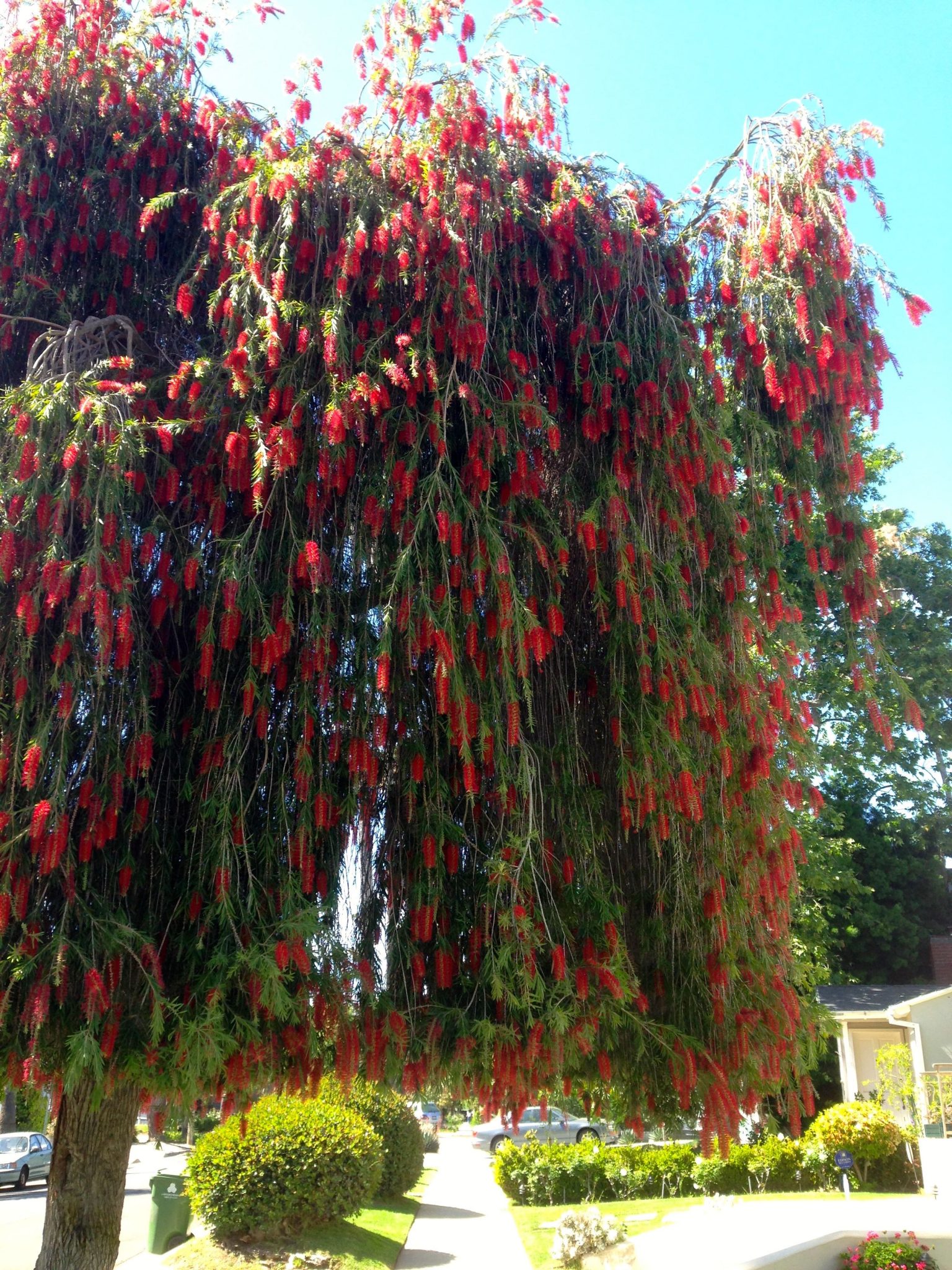 Callistemon viminalis or Weeping Bottlebrush