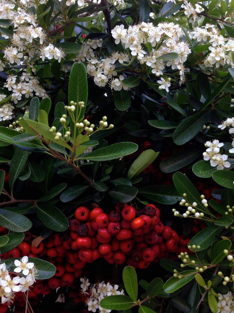 Pyracantha koidzumii 'Santa Cruz' | Online Flower Garden