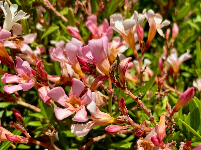 Nerium oleander ‘Petite Salmon’ | Online Flower Garden