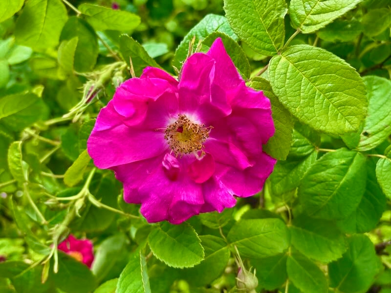 Rosa ‘Duchess of Portland’ | Online Flower Garden