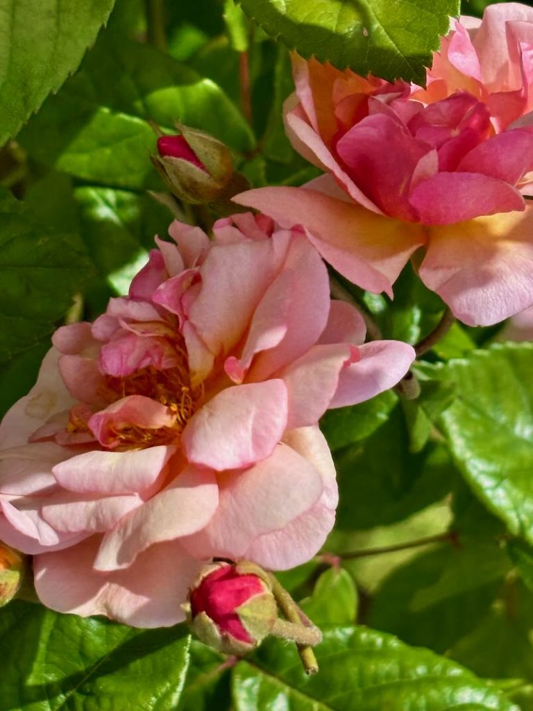 Rosa ‘Cornelia’ or Cornelia Rose| Online Flower Garden