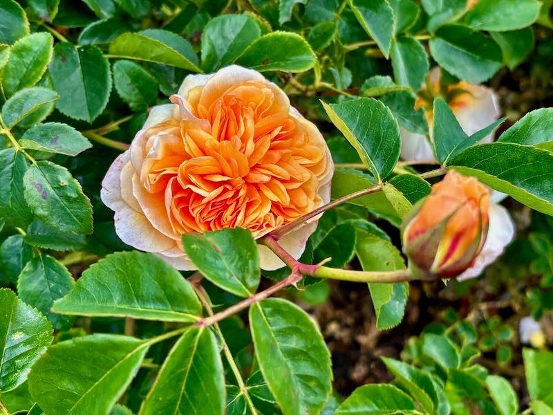 Rosa ‘Port Sunlight’ | Online Flower Garden