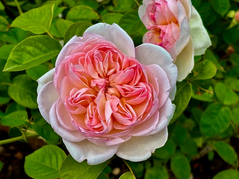 Rosa ‘Gentle Hermione’ | Online Flower Garden