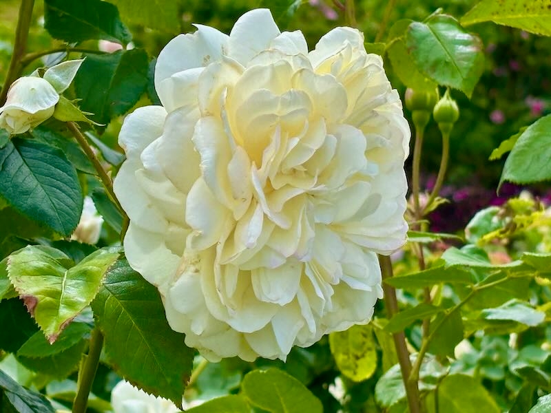 Rosa ‘Tranquillity’ or Tranquility Shrub Rose