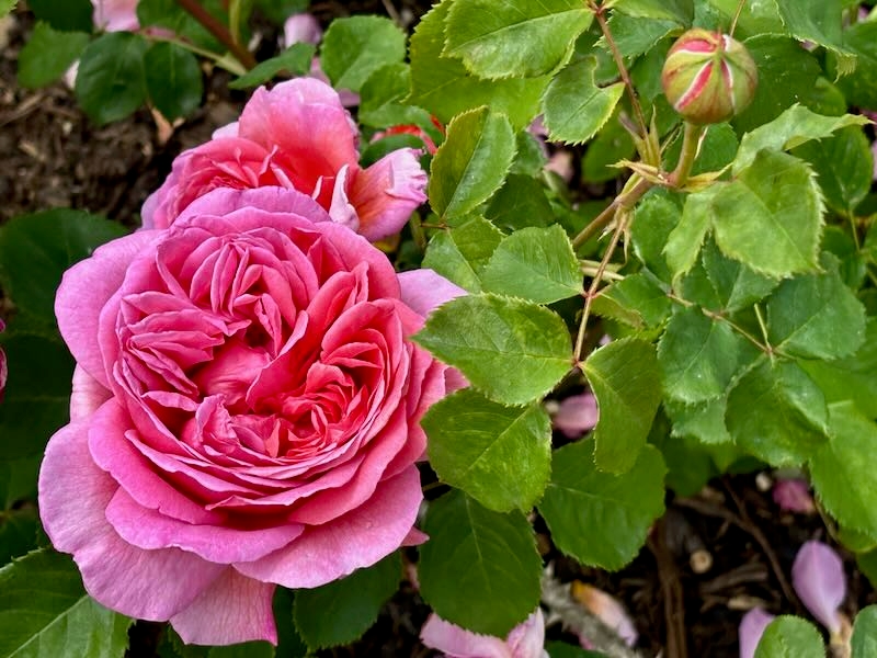 Rosa ‘Princess Alexandra of Kent’ | Online Flower Garden
