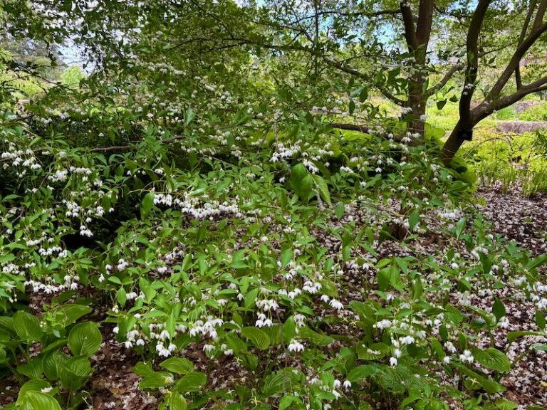 Styrax japonicus or Japanese Snowbell | Online Flower Garden