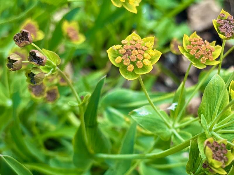 Bupleurum falcatum | Online Flower Garden