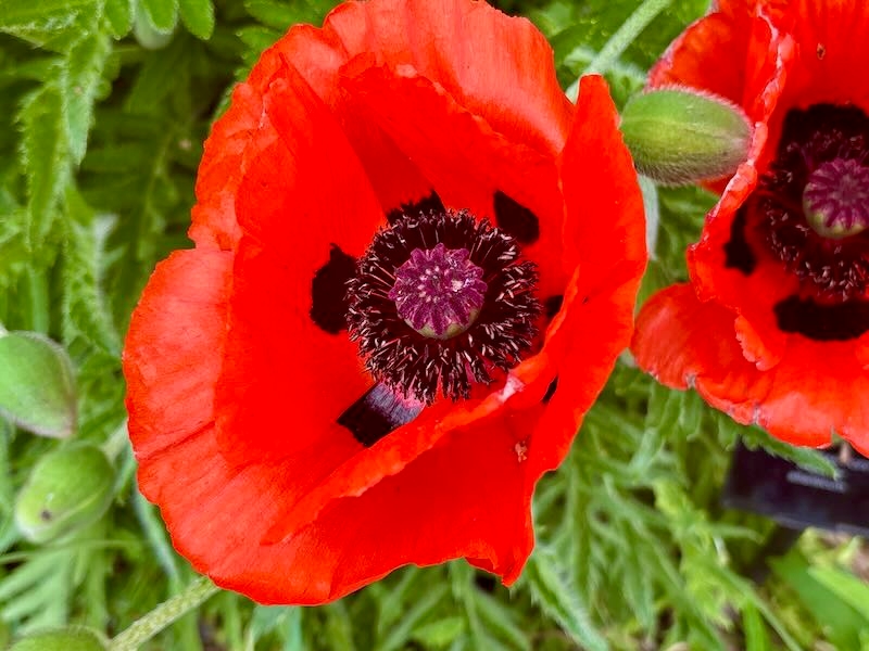 Papaver atlanticum or Moroccan Poppy | Online Flower Garden