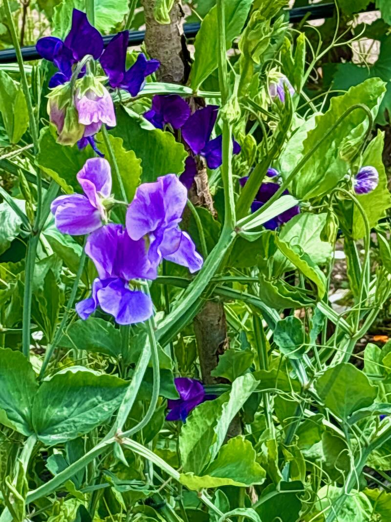 Lathyrus odoratus ‘Blue Danube’ | Online Flower Garden