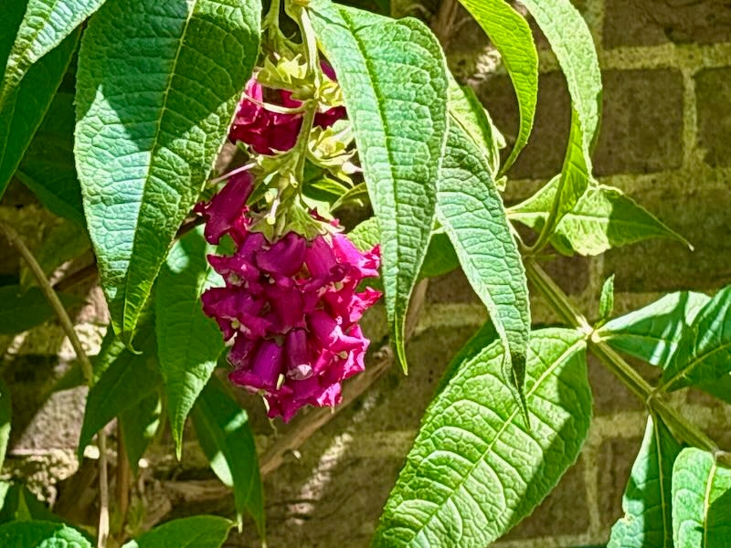 Buddleja colvilei or Colvile Butterfly Bush