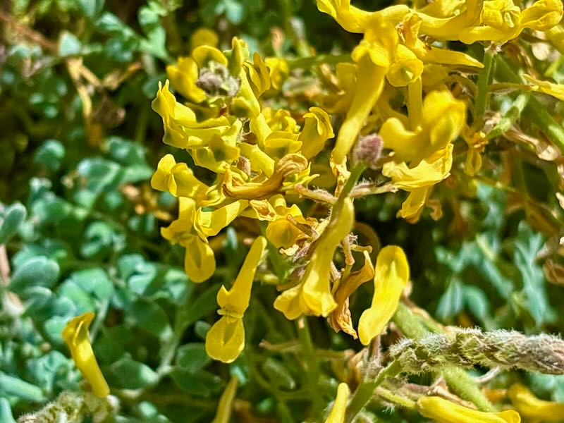 Trifolium rubens or Ruddy Clover | Online Flower Garden