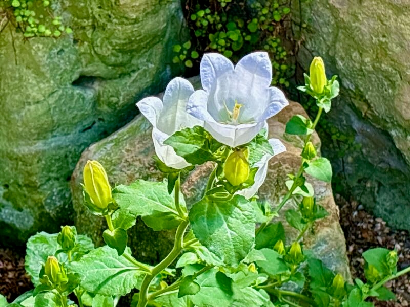Trifolium rubens or Ruddy Clover | Online Flower Garden