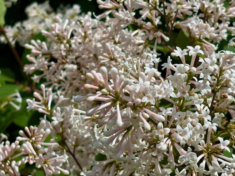 Syringa ‘Albida’ or White Lilac | Online Flower Garden