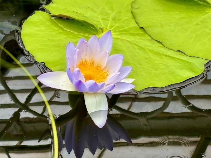 Nymphaea violacea ‘Palmer River’ | Online Flower Garden
