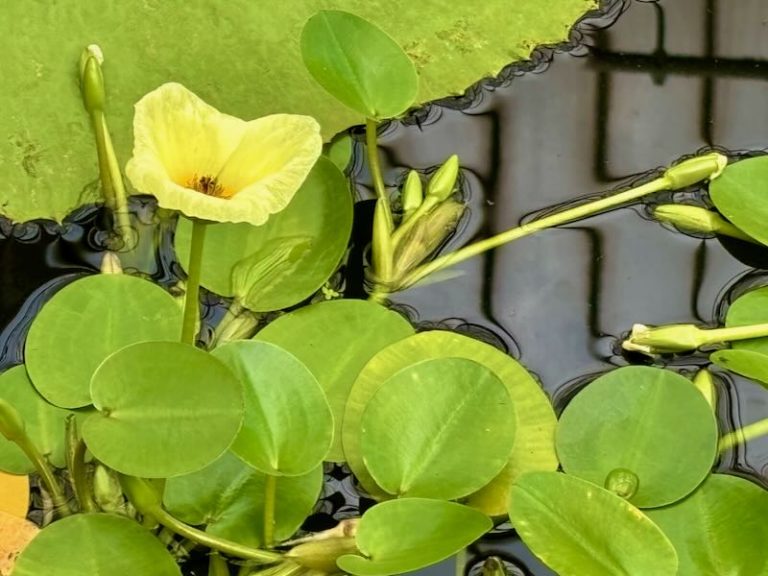 Hydrocleys martii or Water Poppy | Online Flower Garden