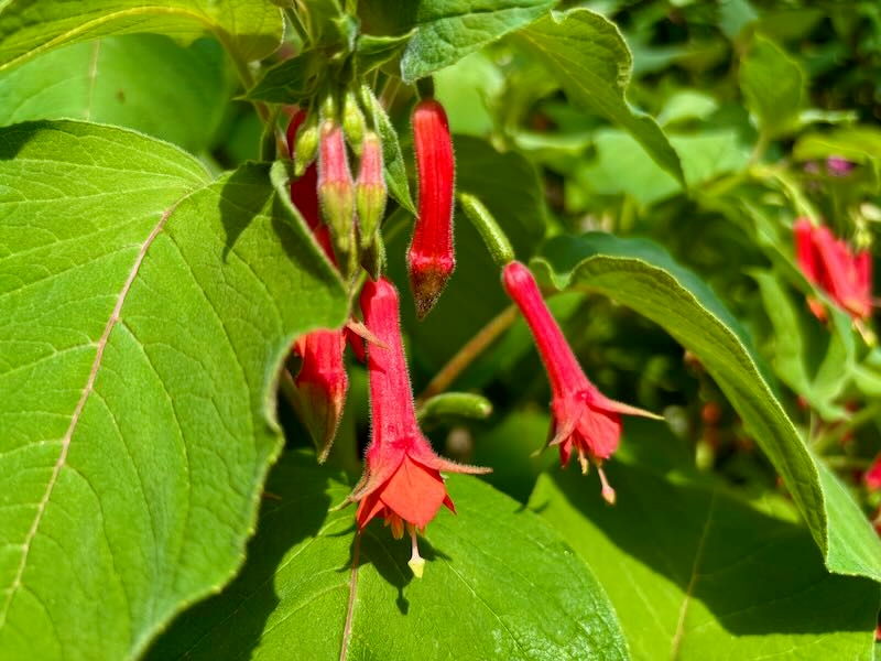 Fuchsia fulgens the Brilliant Fuchsia | Online Flower Garden