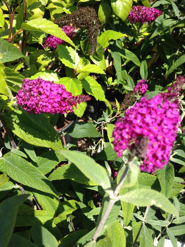 Buddleja, Butterfly Bush | Online Flower Garden