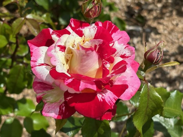 Rosa ‘Rock & Roll’ | Online Flower Garden