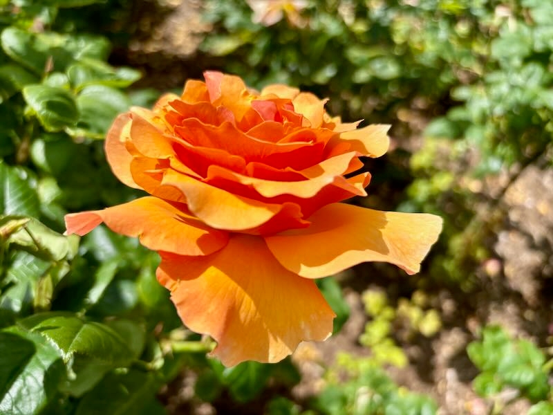 Rosa ‘Norwich Castle’ | Online Flower Garden