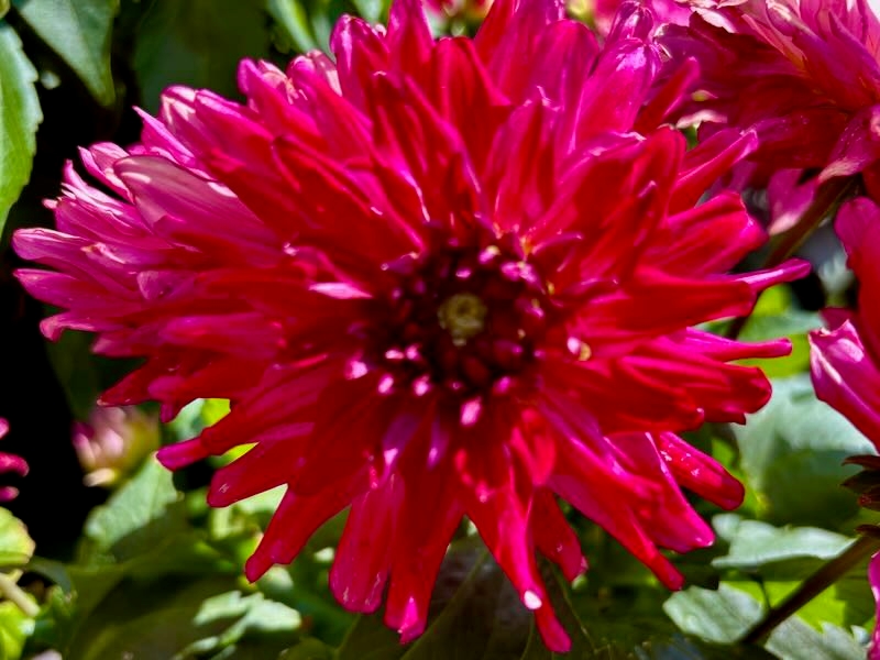 Dahlia ‘Megaboom Raspberry Ice’ | Online Flower Garden