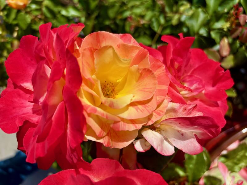Rosa ‘Chihuly™’ or Chihuly Rose | Online Flower Garden