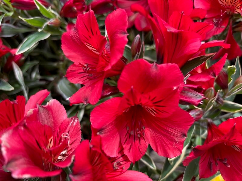 Alstroemeria ‘Colorita® Kate®’ | Online Flower Garden