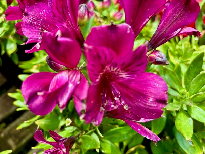 Alstroemeria ‘Inca Batavia®’ or Peruvian Lily