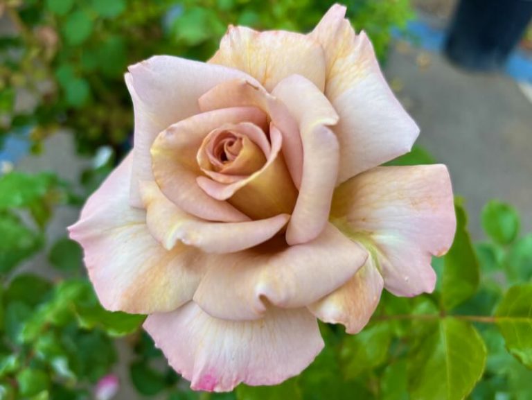 Rosa ‘Stephen Rulo’ | Online Flower Garden