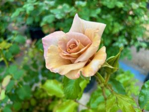 Rosa ‘Stephen Rulo’ | Online Flower Garden