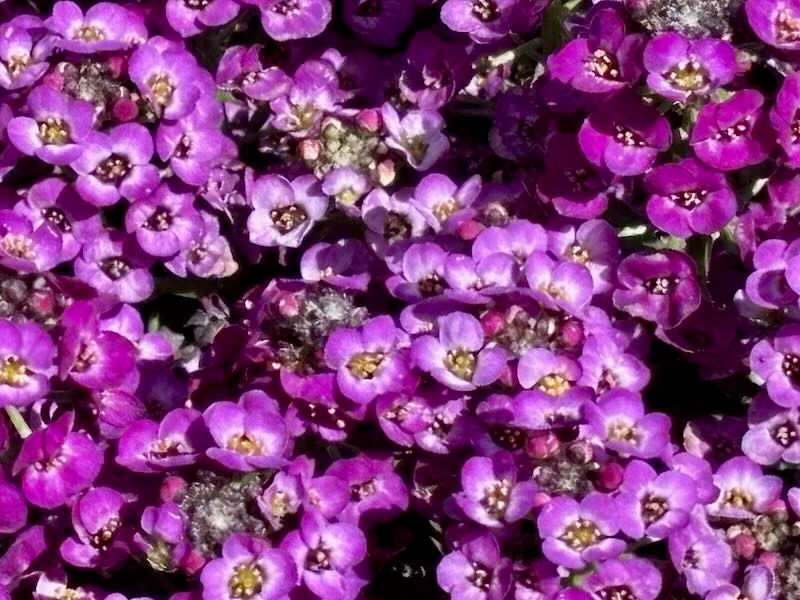 Alyssum ‘Clear Crystal® Purple Shades’ | Lobularia maritima