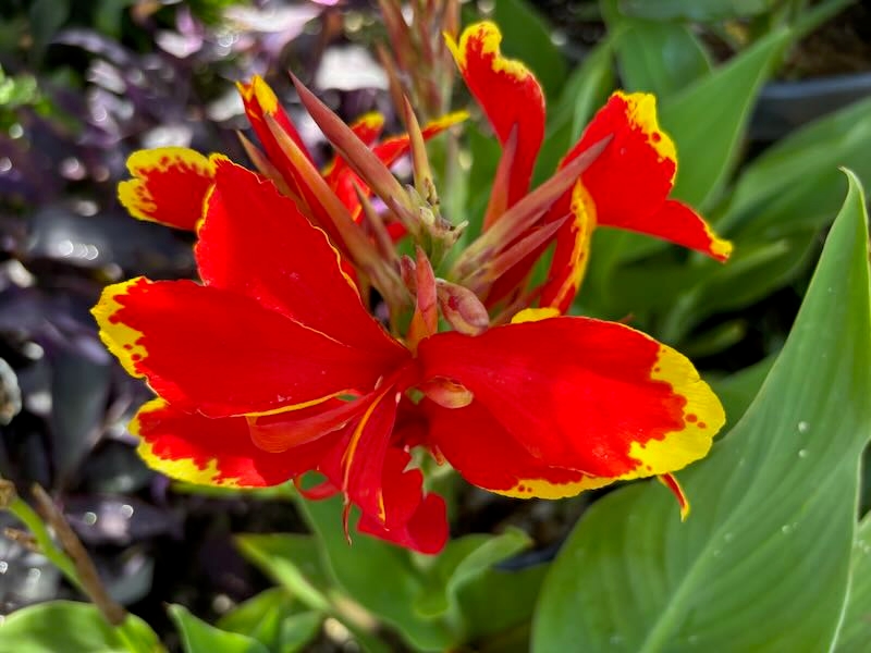 Canna Lily ‘Lucifer’ | Online Flower Garden