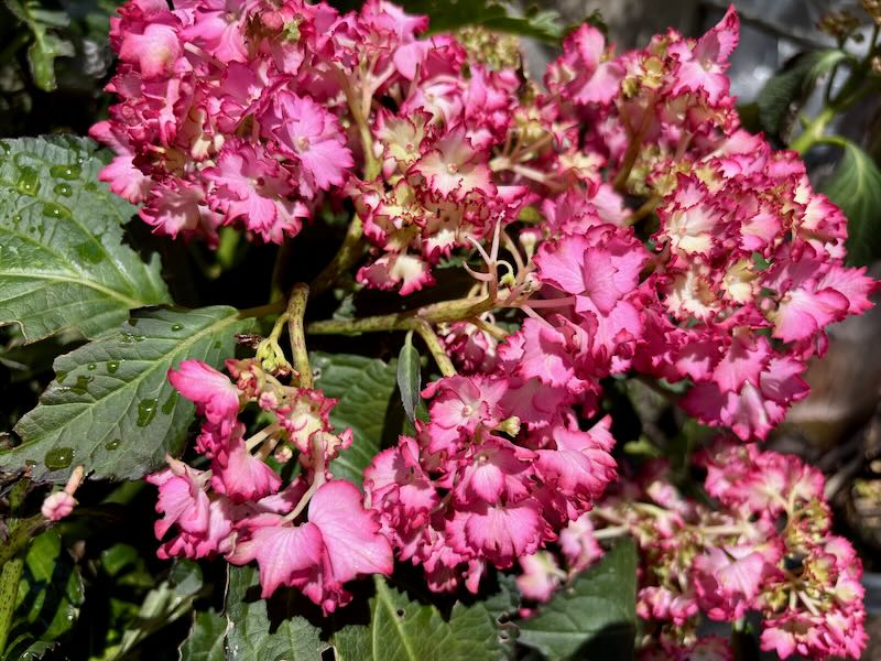 Hydrangea macrophylla ‘Hortfire’ | Online Flower Garden