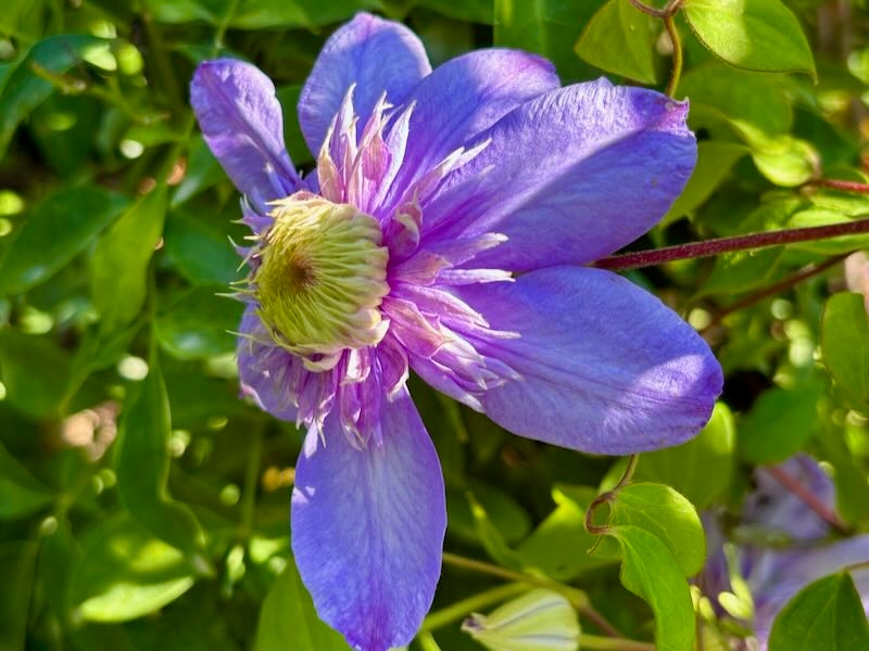 Clematis ‘Vanso’ Blue Light® Clematis | Online Flower Garden
